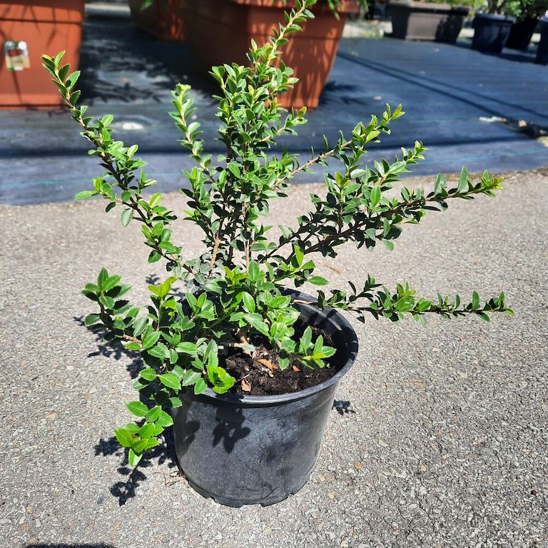 Ilex crenata 20 cm – Japanska božikovina