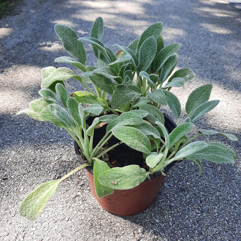 Stachys Byzantina – Zekine uši 20cm