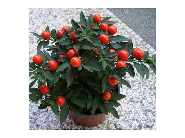 Jerusalemska trešnja - Solanum pseudocapsicum