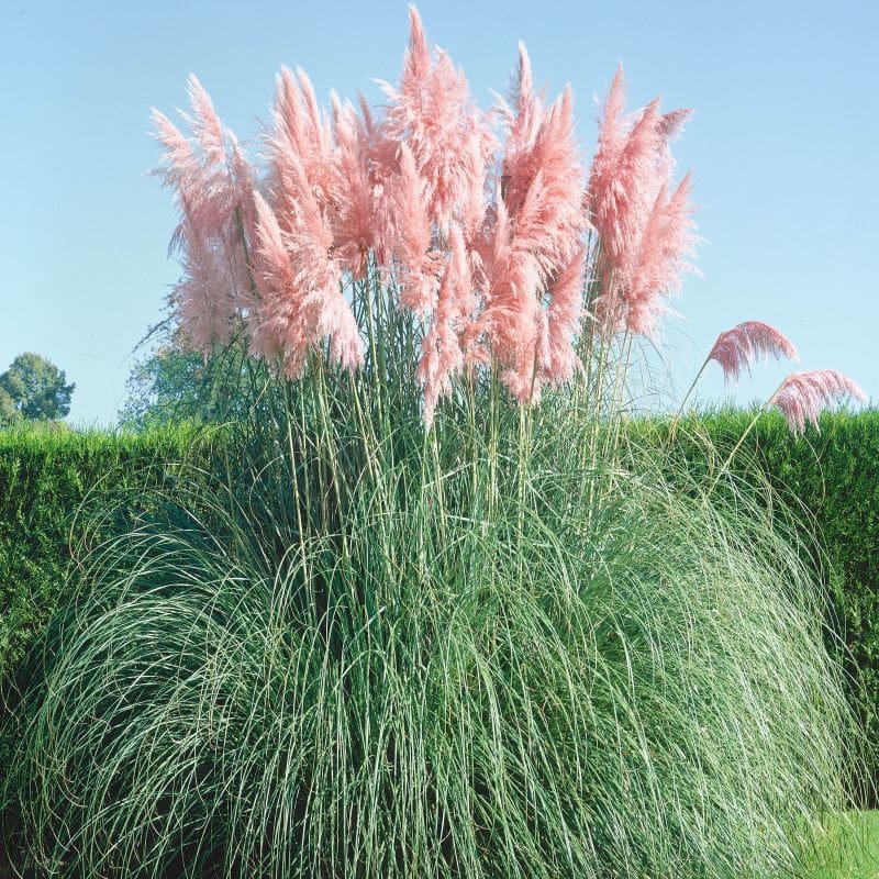 Pampas Trava Roze