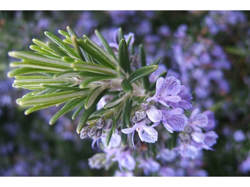 Ruzmarin - Rosmarinus officinalis