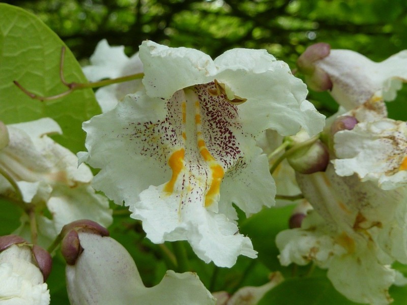 Katalpa - Katalpa bignonioides