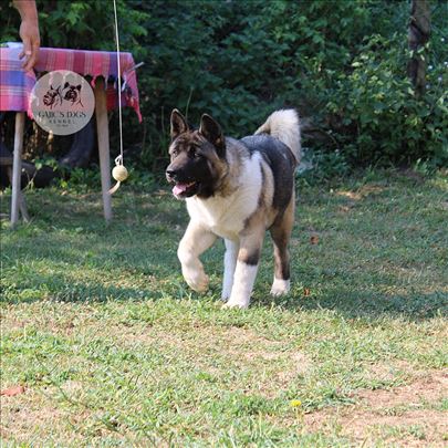 Američka Akita žensko štene