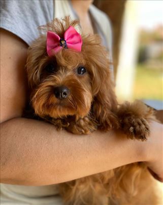 Cavapoo (kavapu) štenci