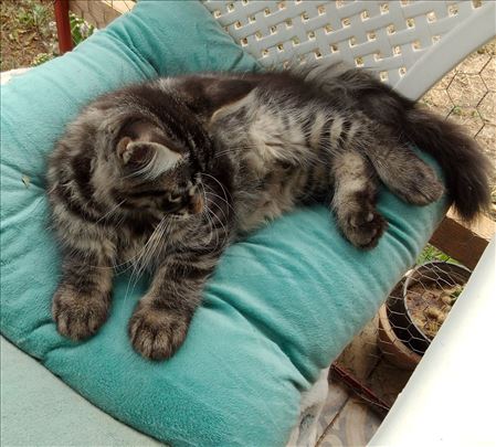 Maine Coon, mače