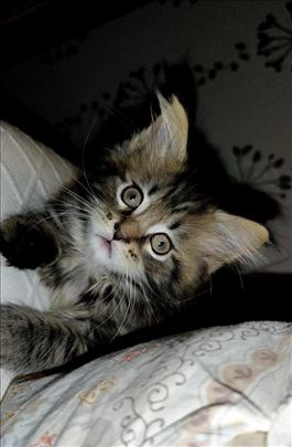 Maine Coon, mače