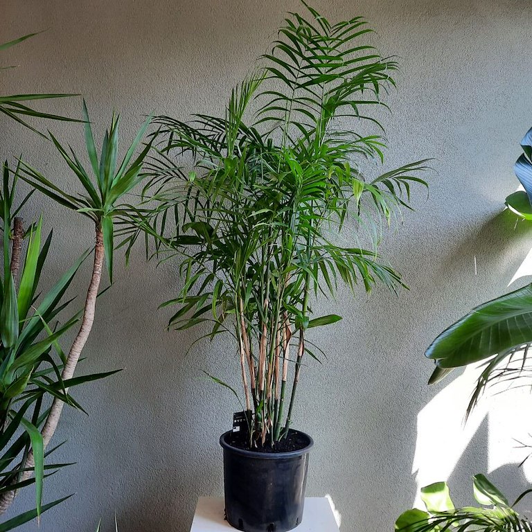 Chamaedorea seirfizii 140-150 cm