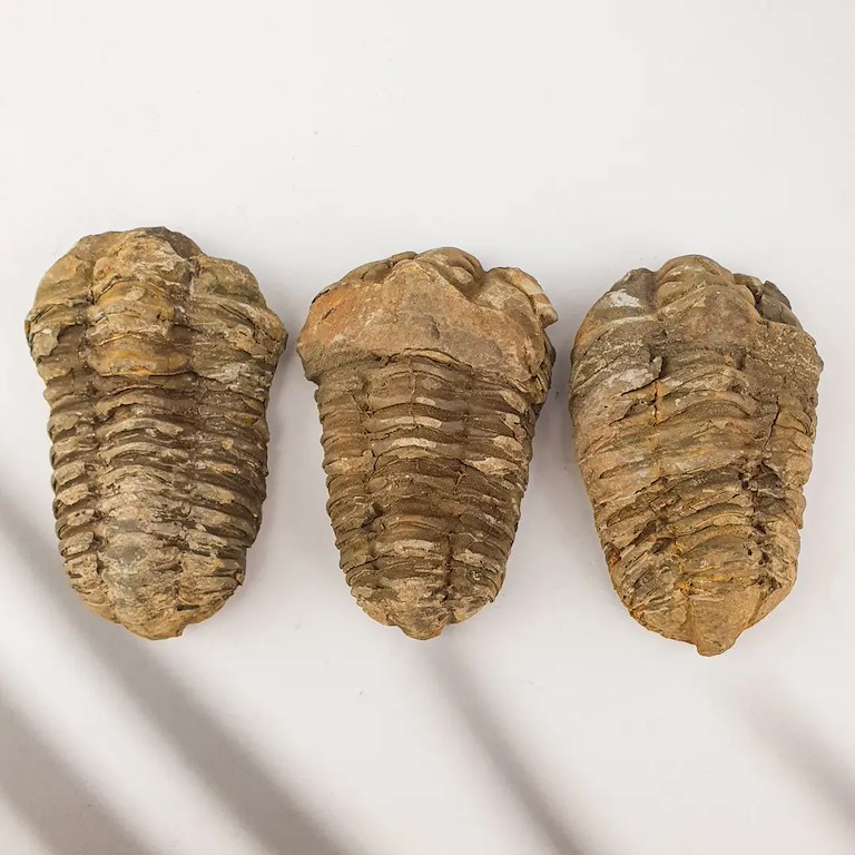 Trilobit Fosil L #10693F14