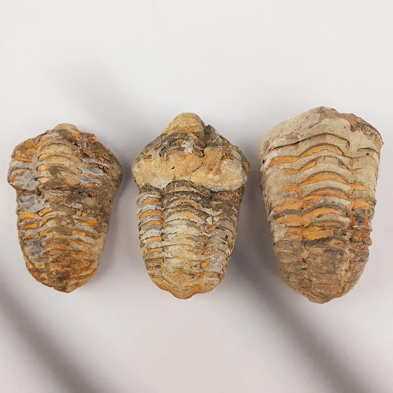 Trilobit Fosil M #10691F14