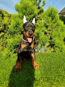 Doberman štenci