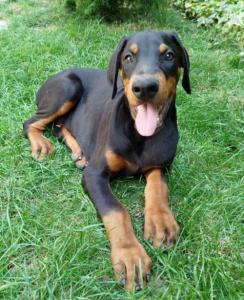 Doberman, štenci