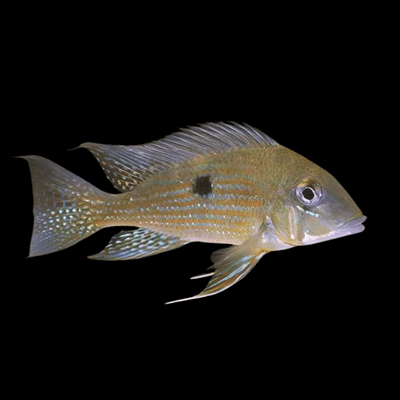 Geophagus taeniopareius