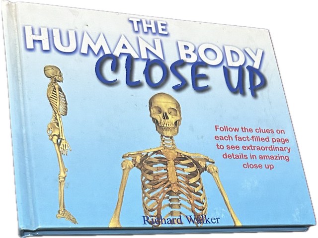 The human body close up