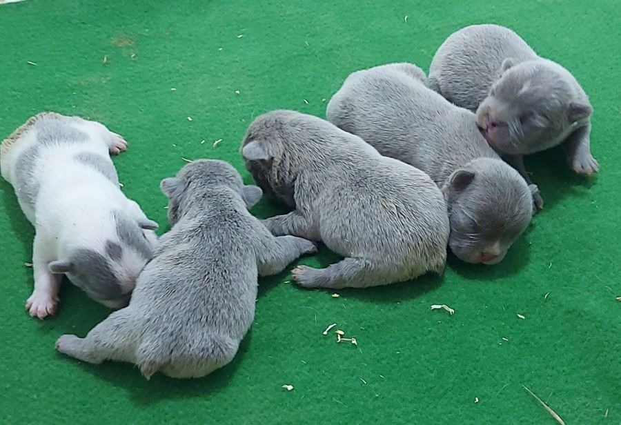 Francuski buldog štenci egzotične plave boje