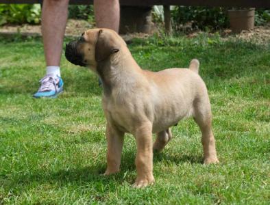 Boerboel Južnoafrički mastif stenci