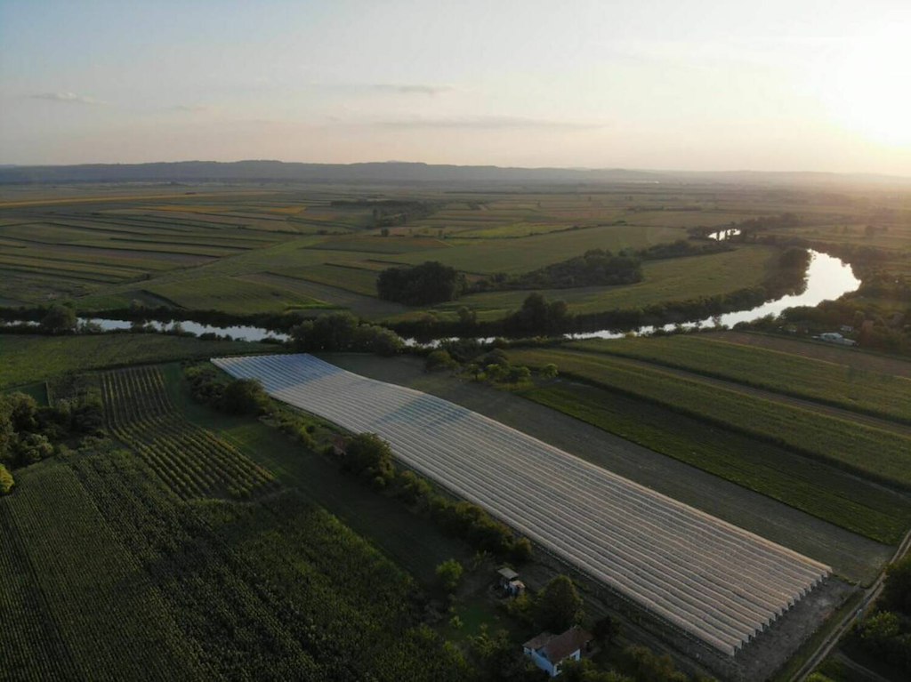 Plantaza Borvnica