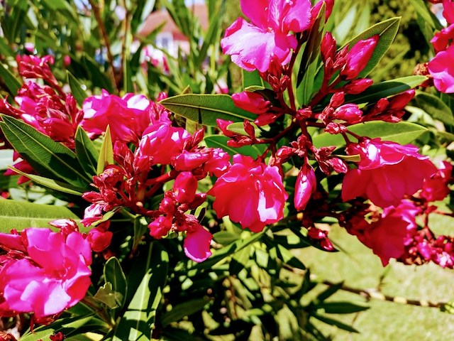 OLEANDER -DUPLI CVET- SADNICA