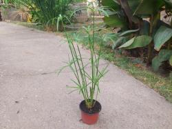 Cyperus alternifolius-Vodena Palma