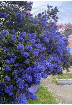 Ceanothus(kalifornijski jorgovan)