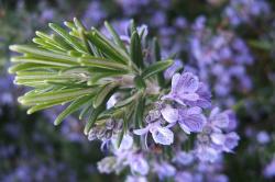 Ruzmarin - Rosmarinus officinalis