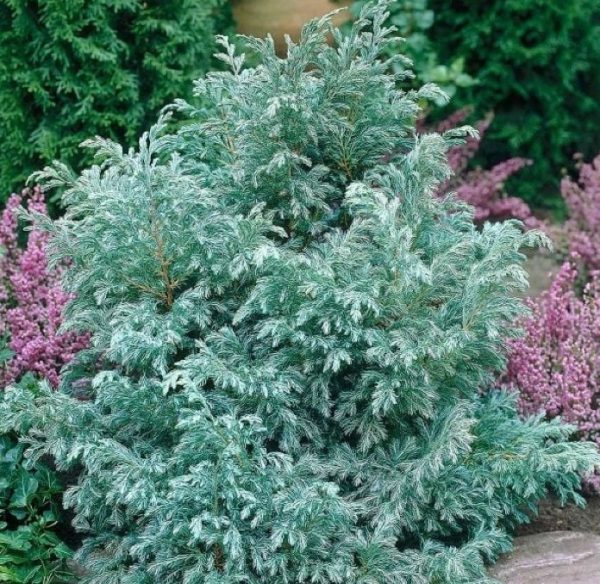 Chamaecyparis pisifera ‘Boulevard’