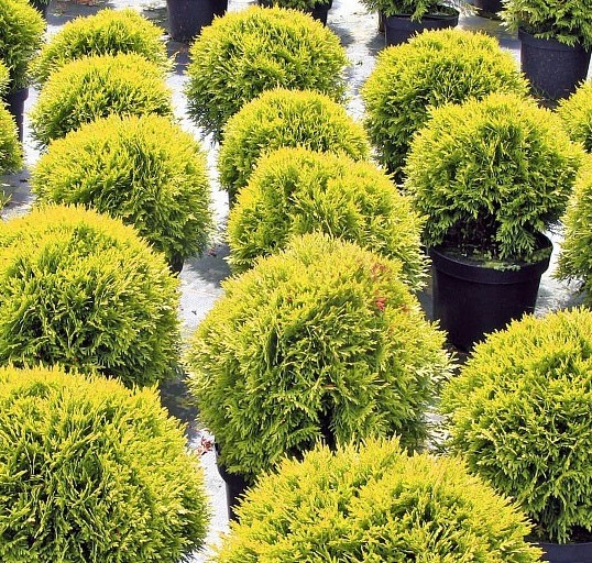 Thuja occidentalis ‘Danica Gold’