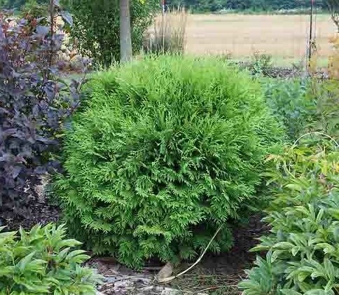 Thuja occidentalis ‘Woodwardii’