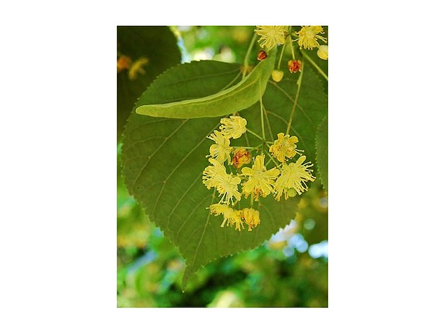 Lipa - Tilia platyphyllos 2.god.