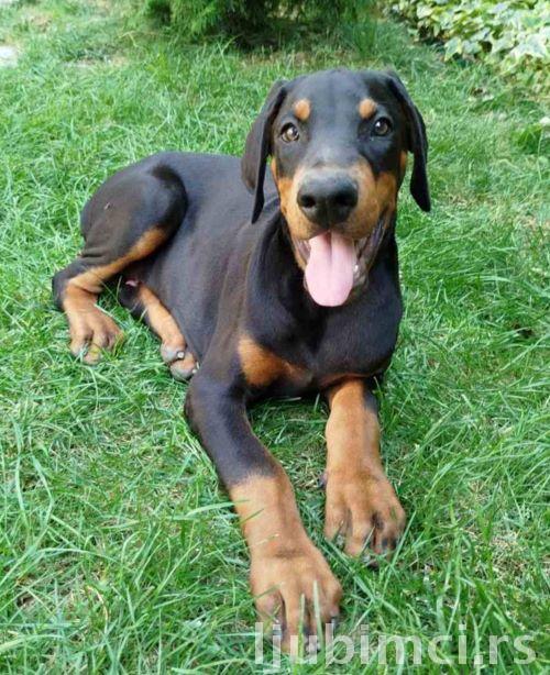 Doberman, štenci