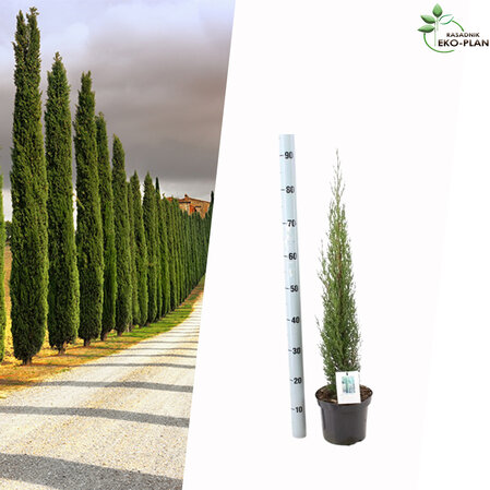 Cupressus Sempervirens Totem - Italijanski Čempres 50-70cm