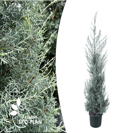 Arizonski čempres -Cupressus arizonica 10l 1.5m