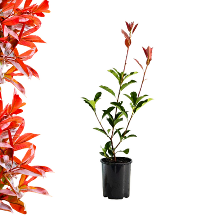 Photinia fraseri - Red Robin 40-50cm P10