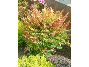 nandina