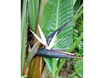 Rajska ptica (Strelitzia nicolai)