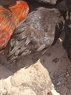 Australorp kokosi