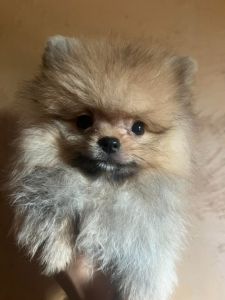 Pomeranac BOO pomeranci