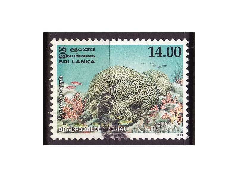 Sri Lanka - morska fauna