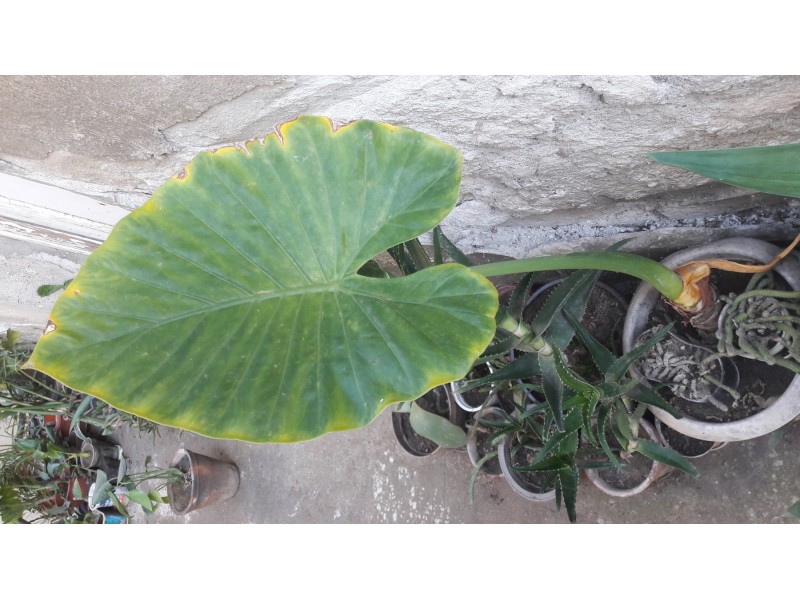 Adam - Alocasia 2