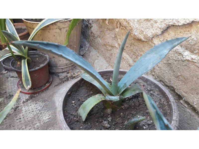 Agava - Agave americana