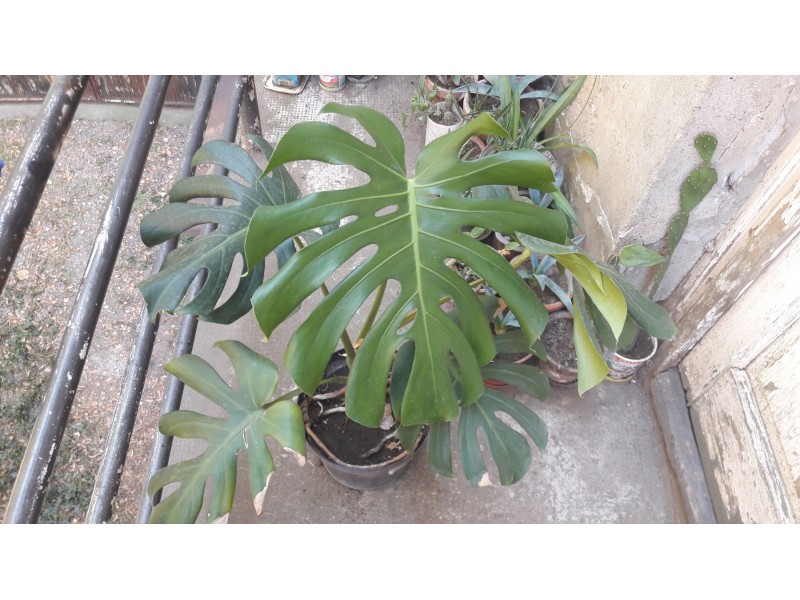 Filadendron - Philadendron monstera 1