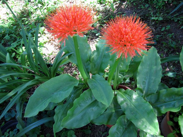 Vatrena lopta ili Scadoxus multiflorus ili Bloody Afri