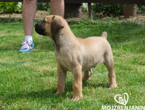 Boerboel Južnoafrički mastif stenci