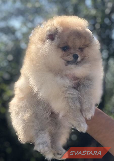 Pomeranski špic,Pomeranac,Boo,Pomeranian štenci