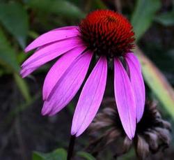 Ehinacea - Echinacea purpura PINK 2.god.