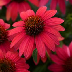 Ehinacea - Echinacea Red Pearl CRVENA