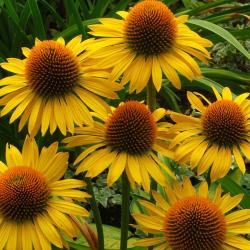 Ehinacea - Echinacea Fountain Yellow ŽUTA