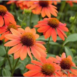 Ehinacea - Echinacea Locoto orange NARANDŽASTA