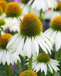 Ehinacea - Echinacea white swan BELA