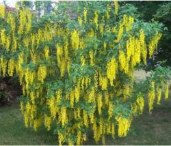 Laburnum