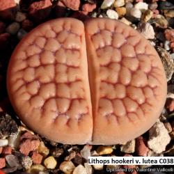 Lithops hookeri v lutea - 20 semenki